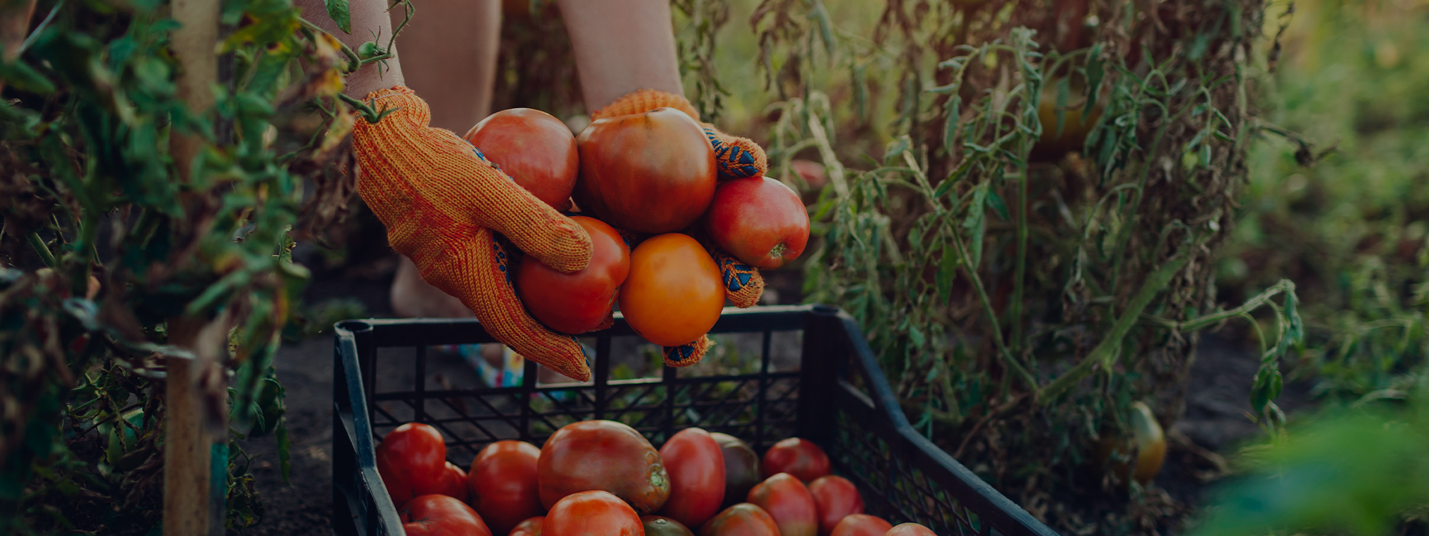 At Home Harvesting Tips & Tricks